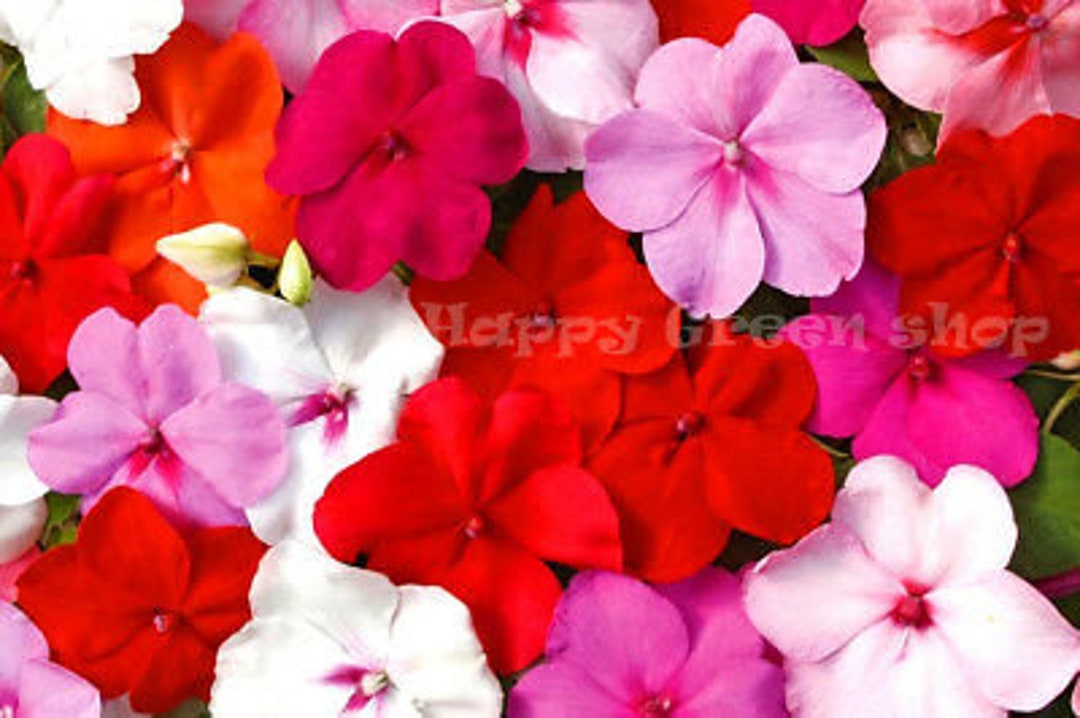 BUSY LIZZIE MIX - 200 Seeds - Impatiens Waleriana - Annual Bedding Pot ...