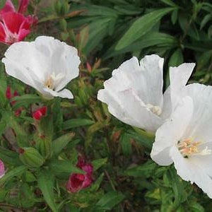 Godetia Monarch Mixed - 2000 Seeds - CLARKIA AMOENA - Godetia ...