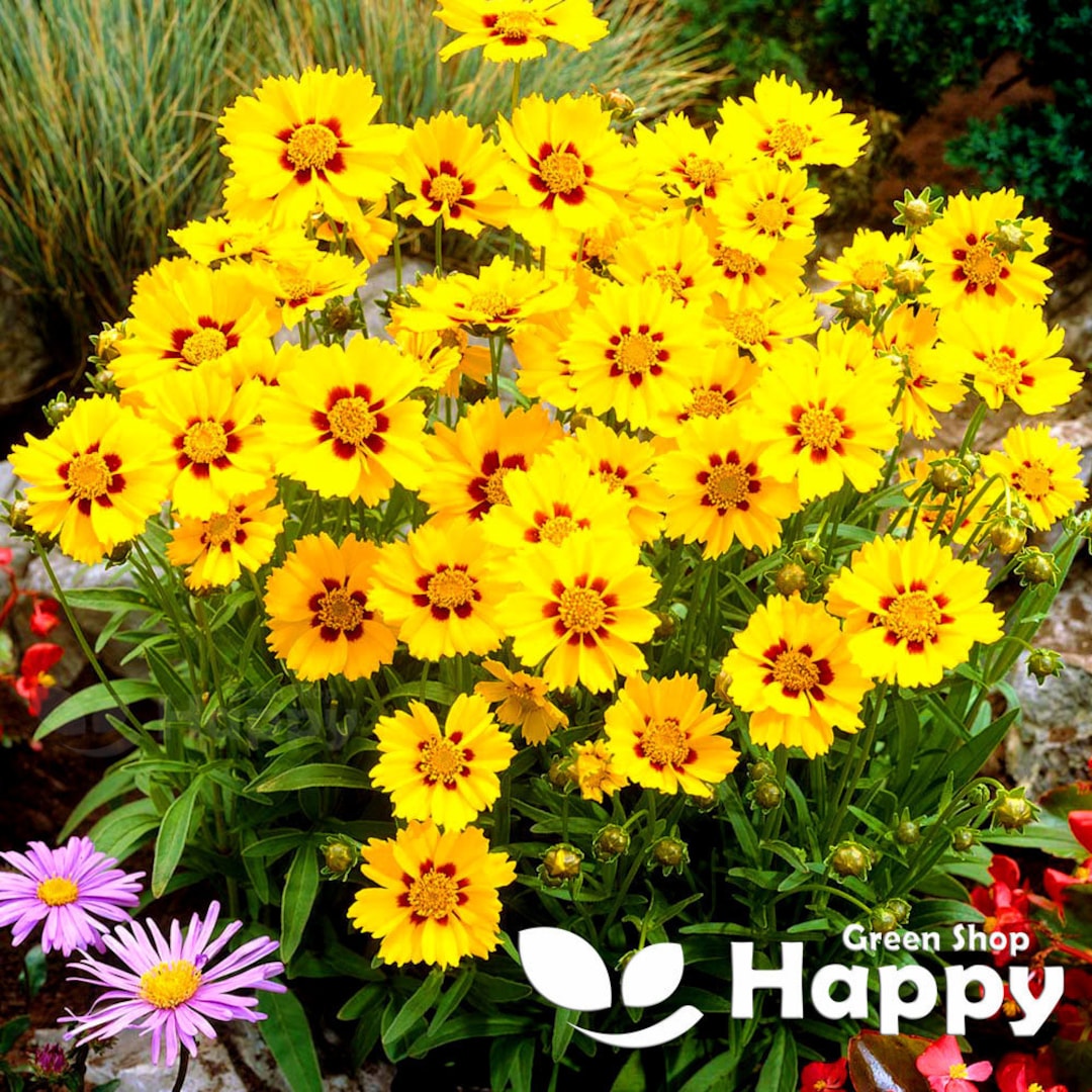 COREOPSIS BABY GOLD - Coreopsis Lanceolata - 150 Seeds - Dwarf ...
