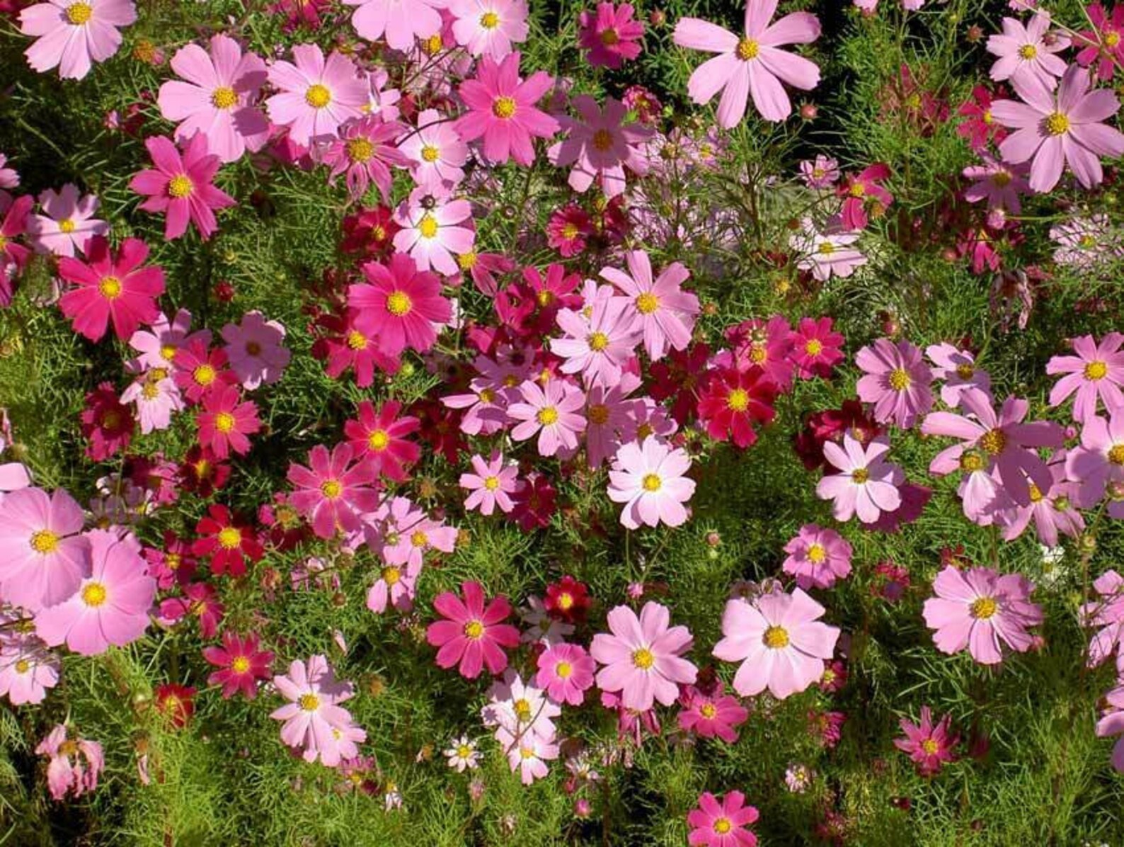 FLOWER COSMOS Sea Shells Mix 400 Seeds Cosmos - Etsy UK
