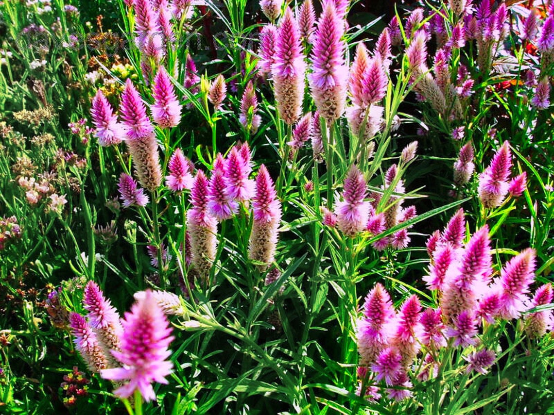 Wheat Celosia Purple Flamingo Feather 250 Seeds Celosia - Etsy