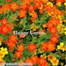 Signet Marigold Mixed Gem - Tagetes Tenuifolia - 300 Seeds - Balcony ...