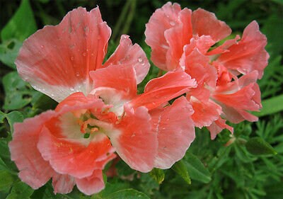 Godetia Monarch Mixed - 2000 Seeds - CLARKIA AMOENA - Godetia ...