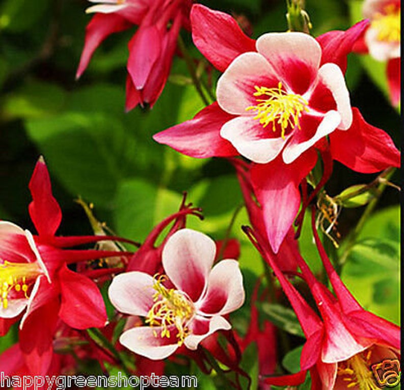 COLUMBINE MIX - Mrs Scott Elliott - 250 Seeds - Aquilegia Caerulea ...