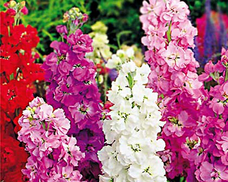 COLUMN STOCK Mammouth Excelsior 100 SEEDS Matthiola - Etsy