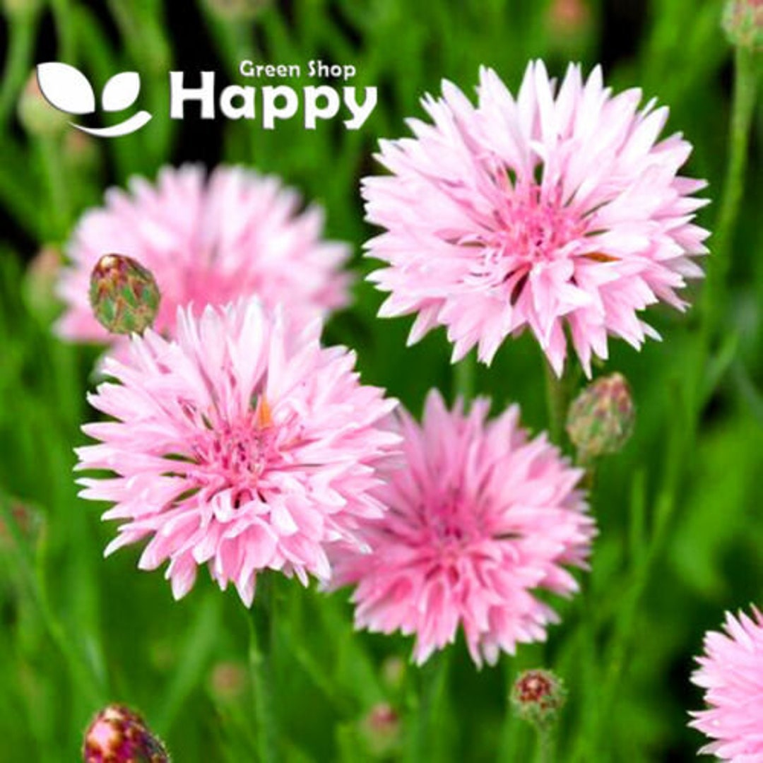 Cornflower Dwarf Tom Pouce Pink - 100 Seeds Centaurea Cyanus - Etsy UK