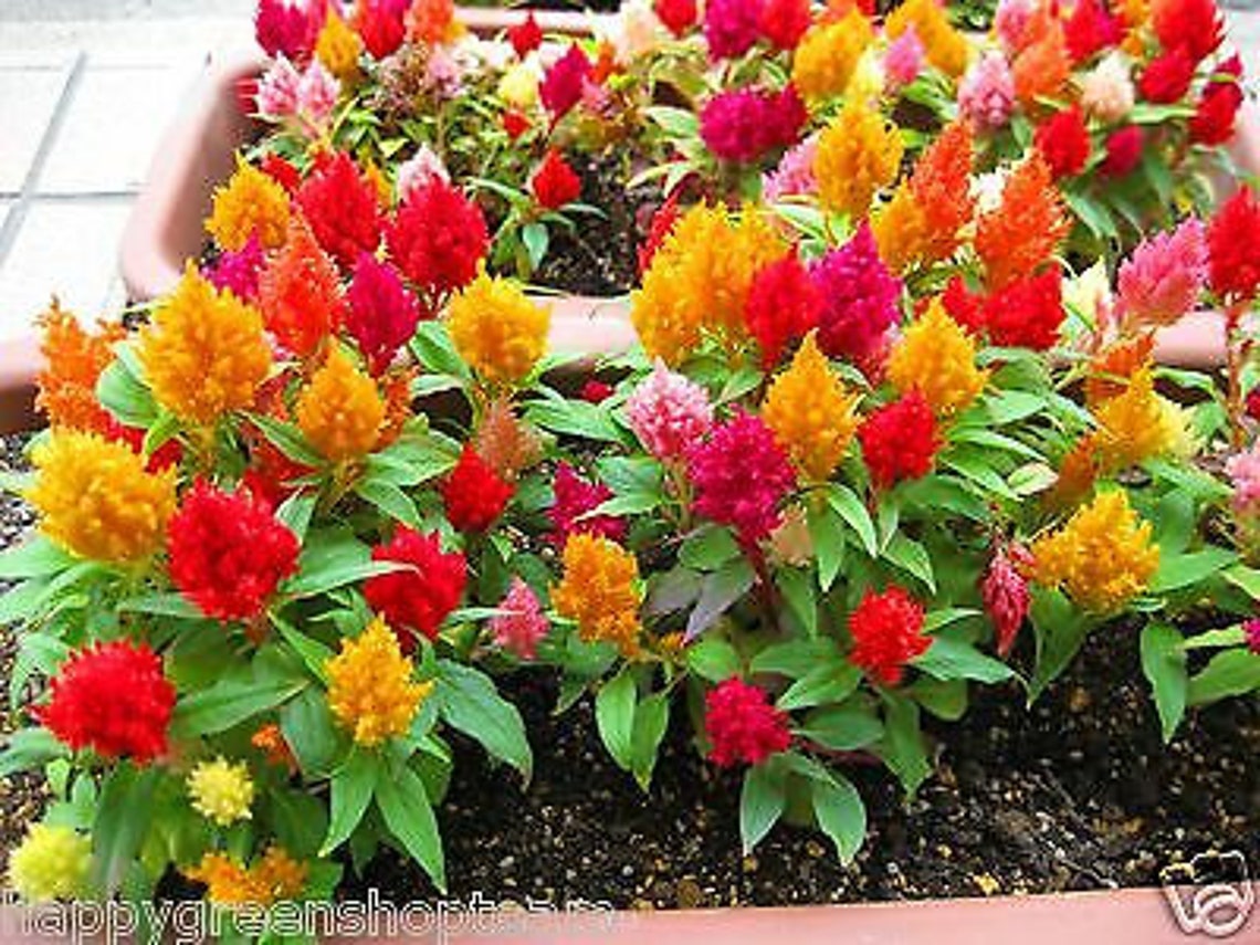 DWARF PLUMED COCKSCOMB Glitters Mixed 100 Seeds Celosia - Etsy UK