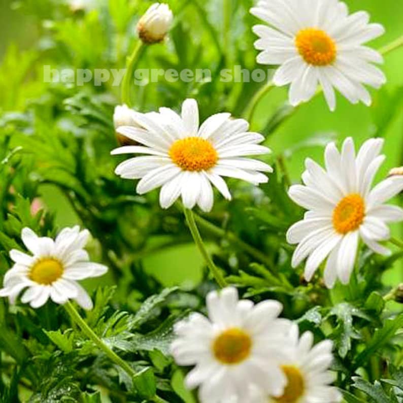 10 000 Seeds German Chamomile Mayweed Marticaria Recuita - Etsy UK