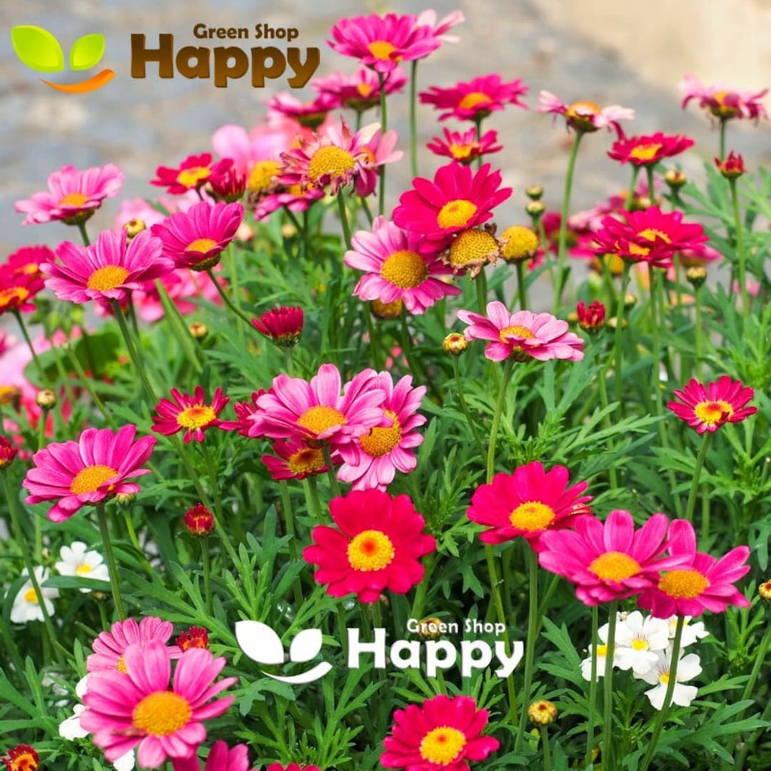 ROBINSON'S GIANT MIX - Painted Daisy - 200 Seeds - Chrysanthemum ...