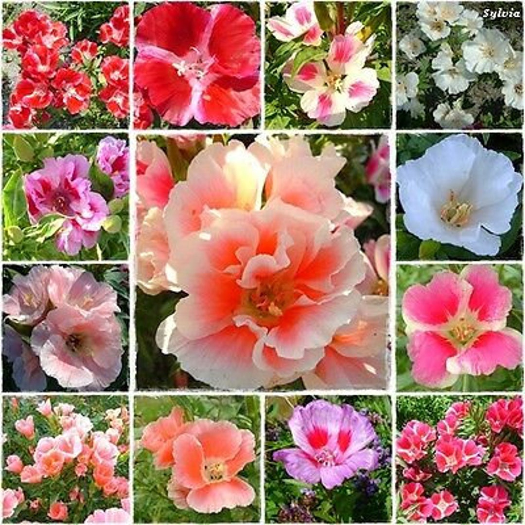 Godetia Monarch Mixed - 2000 Seeds - CLARKIA AMOENA - Godetia ...