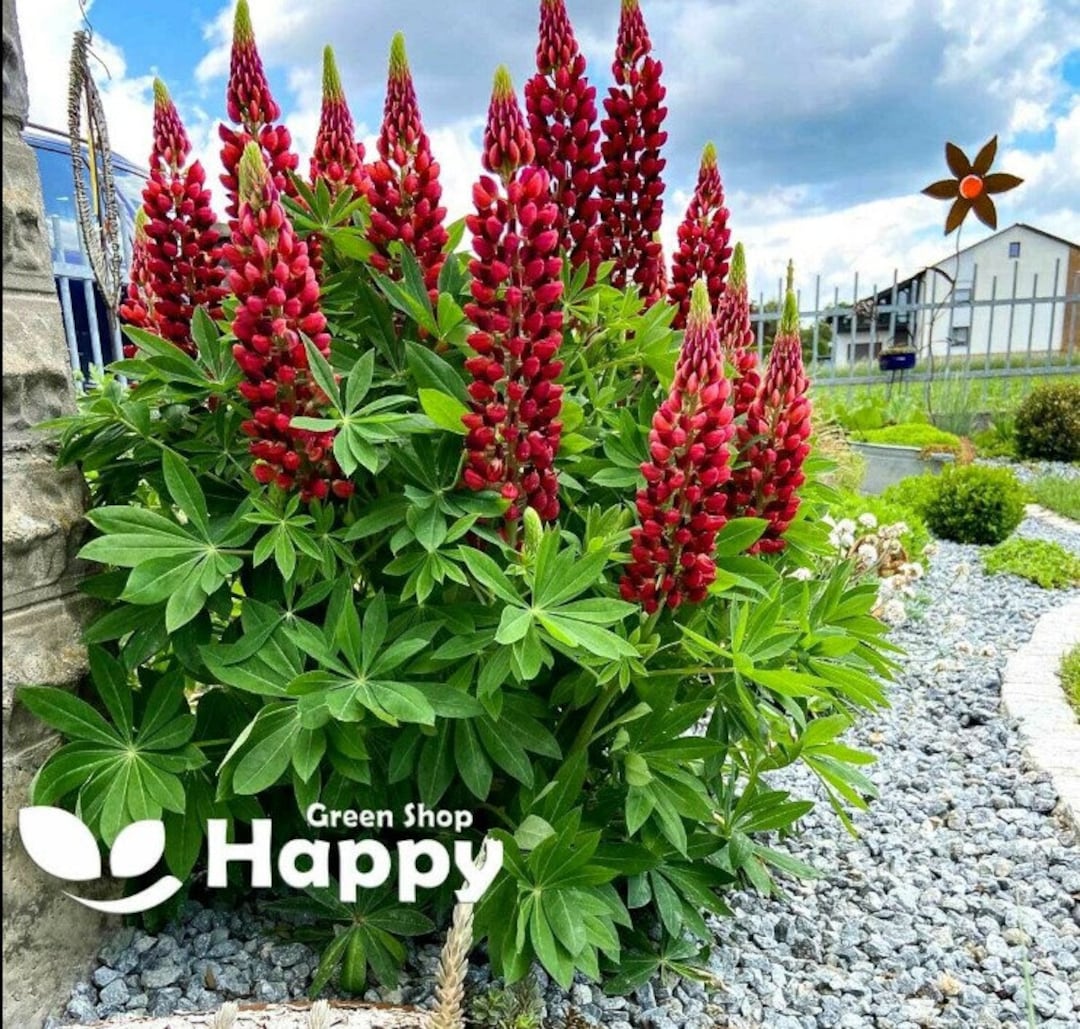 RUSSELL LUPIN the Pages RED - 60 Seeds - Lupinus Polyphyllus ...