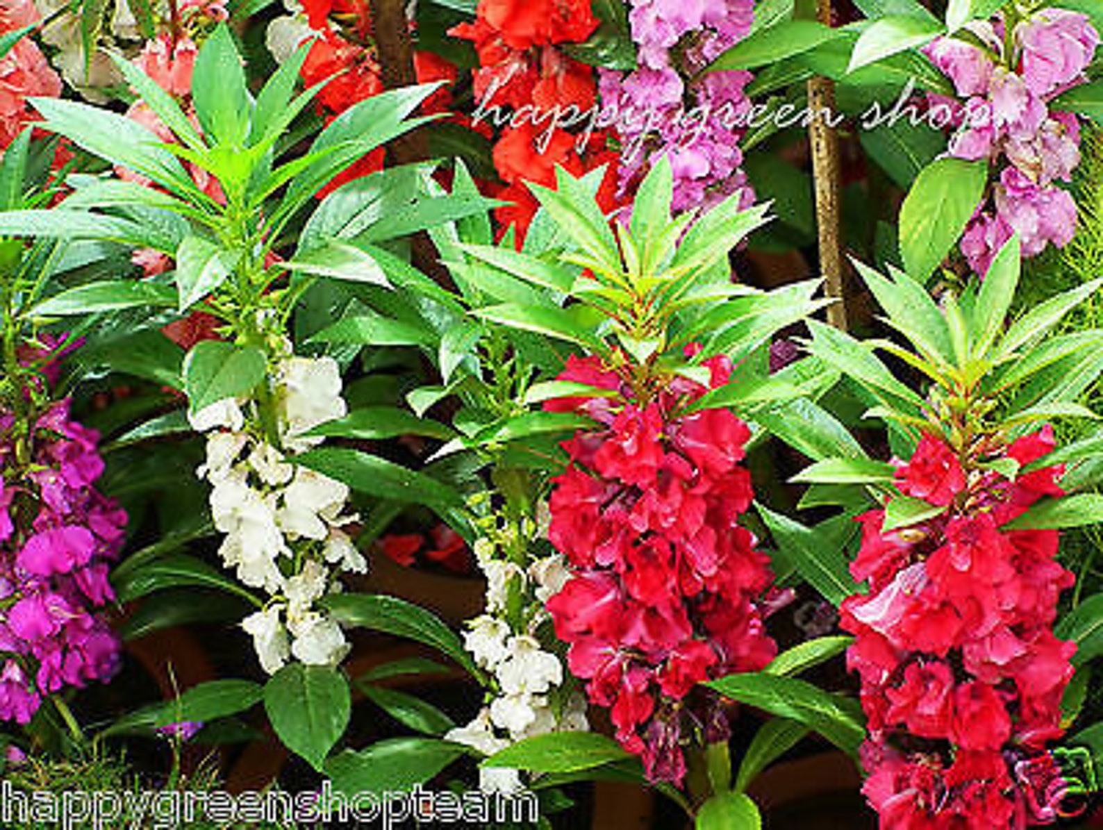 GARDEN BALSAM DWARF Mixed 200 Seeds Impatiens Balsamina - Etsy