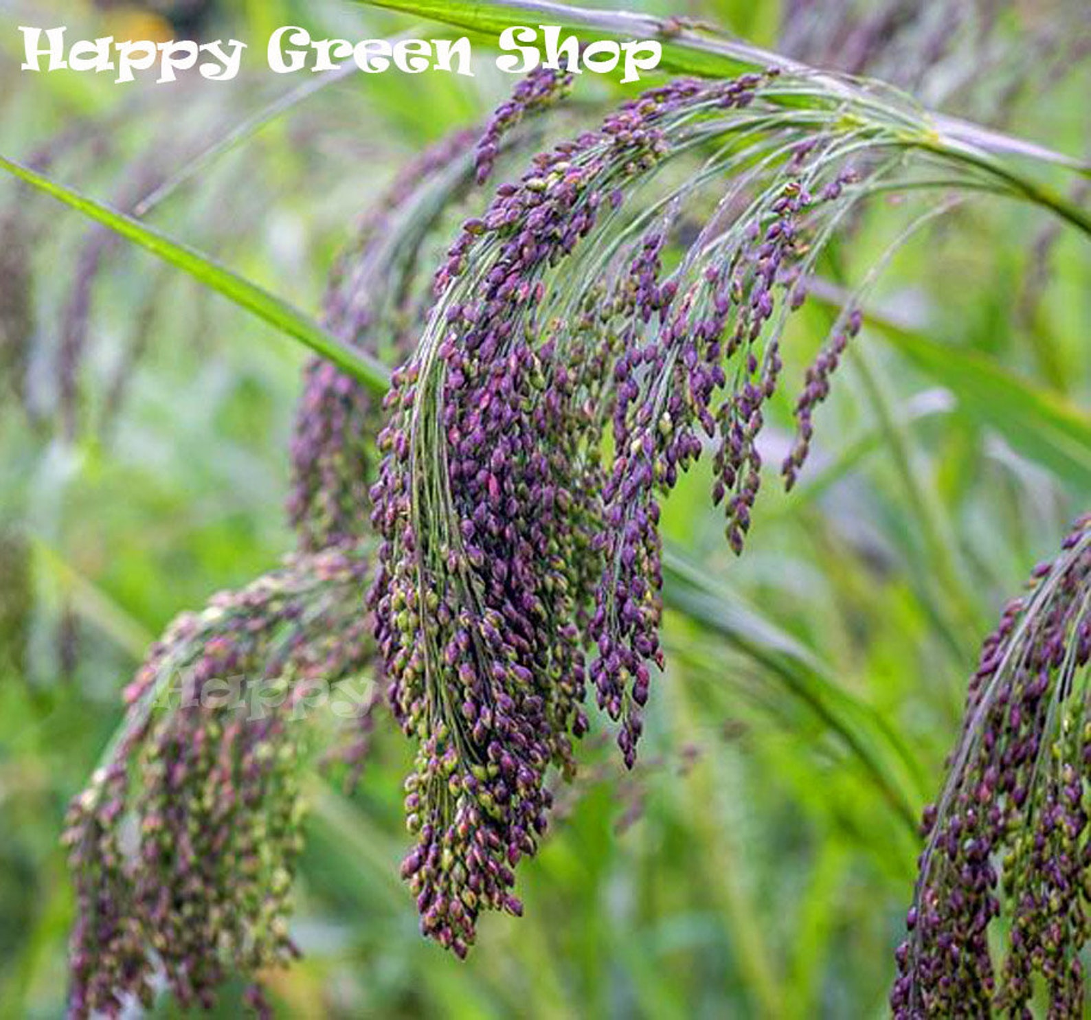 Ornamental Grass VIOLET PANIC GRASS Millet 700 Seeds - Etsy