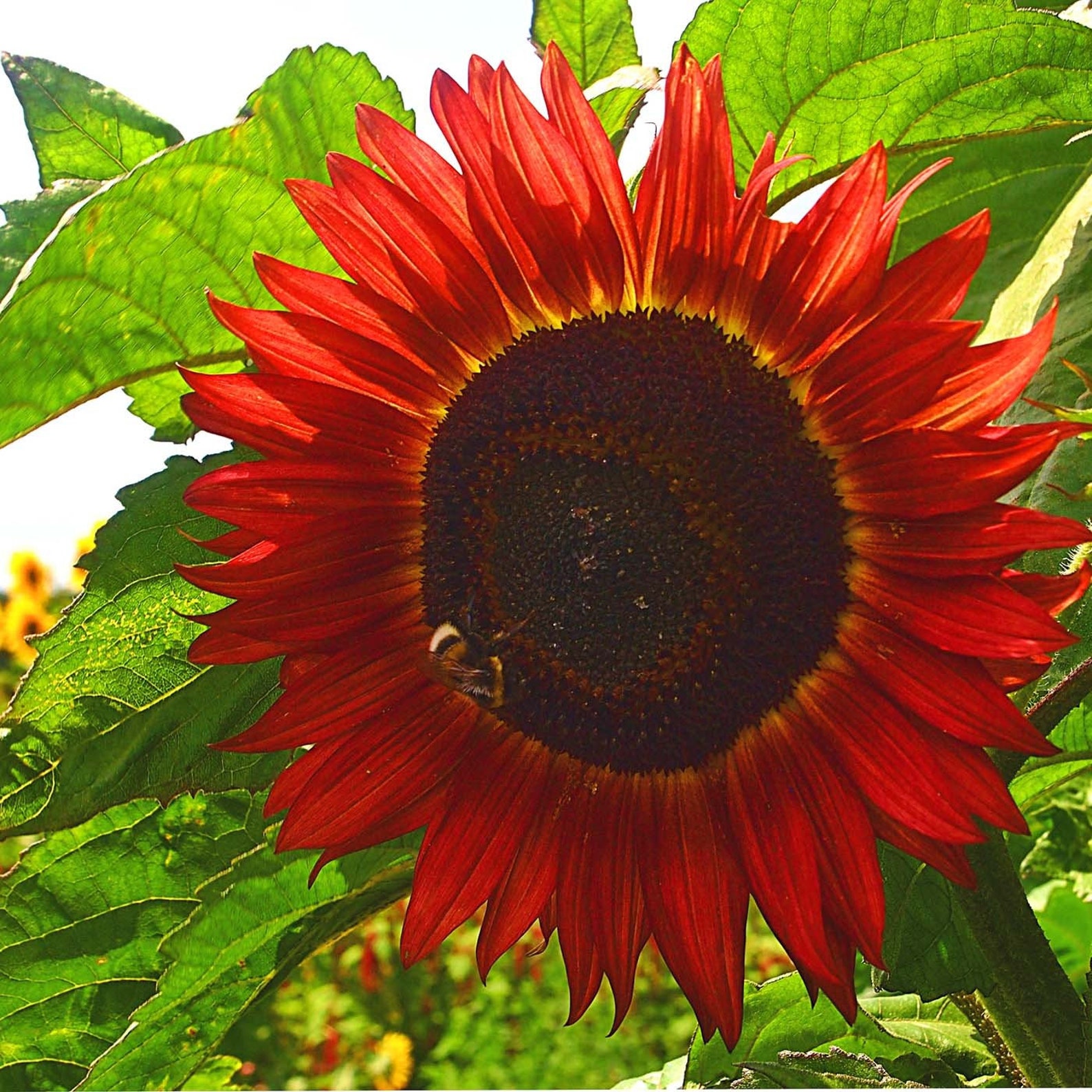 SUNFLOWER Red SUN TALL 100 Seeds Helianthus Annuus | Etsy