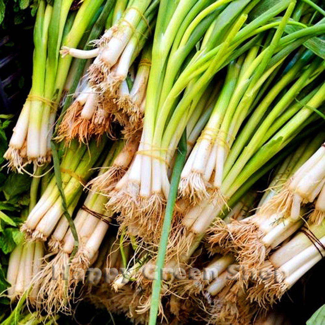 Spring Onion WHITE LISBON - 600 SEEDS - Allium Cepa - Vegetable Seeds ...