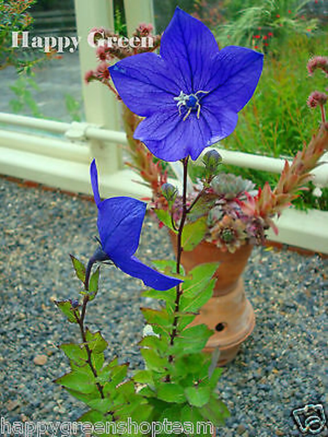 BALLOON FLOWER ASTRA Blue - 250 Seeds - Bellflower Platycodon ...