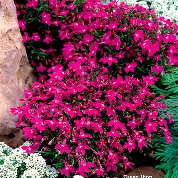 Lobelia erinus - Etsy Italia
