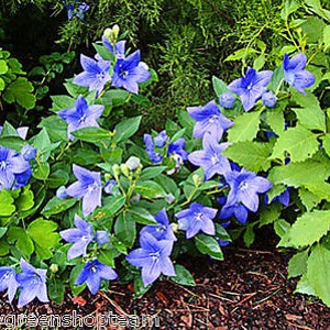 BALLOON FLOWER ASTRA Blue - 250 Seeds - Bellflower Platycodon ...