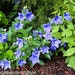 BALLOON FLOWER ASTRA Blue - 250 Seeds - Bellflower Platycodon ...