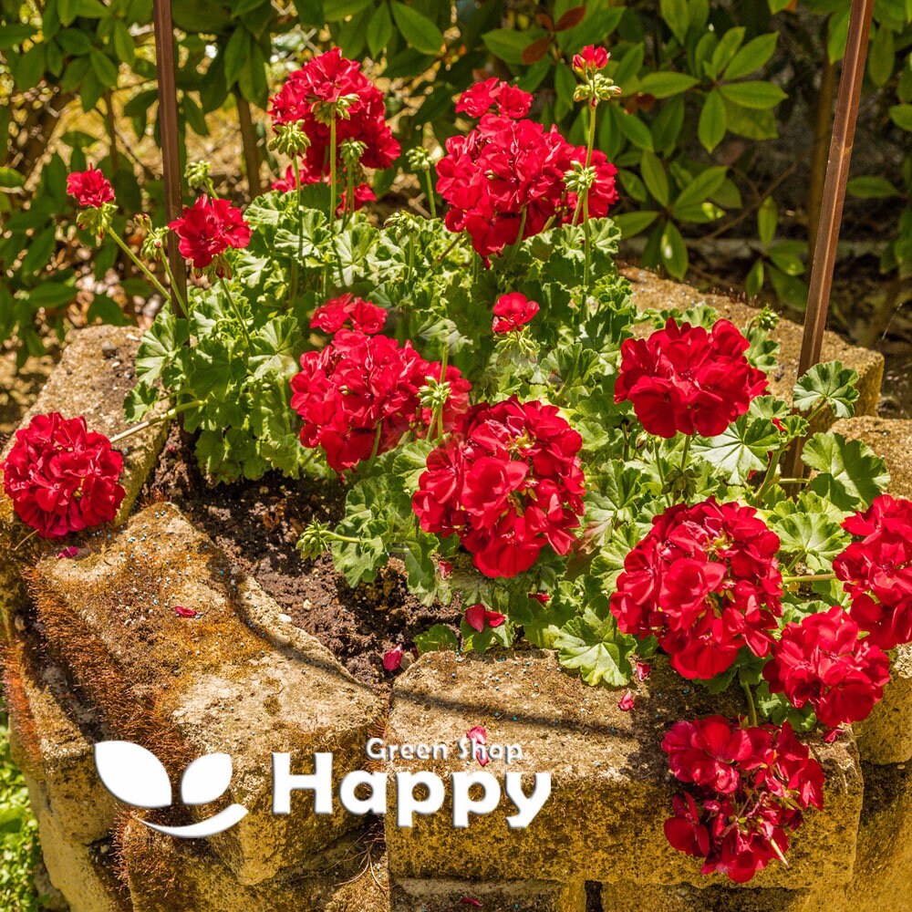 10 Seeds F2 BICOLOR RED GERANIUM Colorama Pelargonium Zonale - Etsy Canada