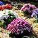 Cineraria Hybrida Dwarf Mix - Amigo Strain - 10 Seeds - Senecio ...