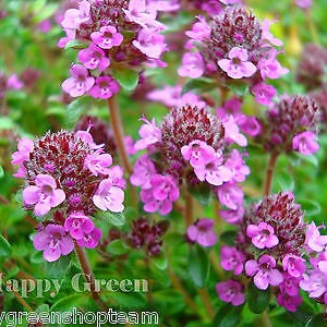 Trailing Thyme - PURPLE CREEPING - 2000 SEEDS - Thymus Serpyllum ...