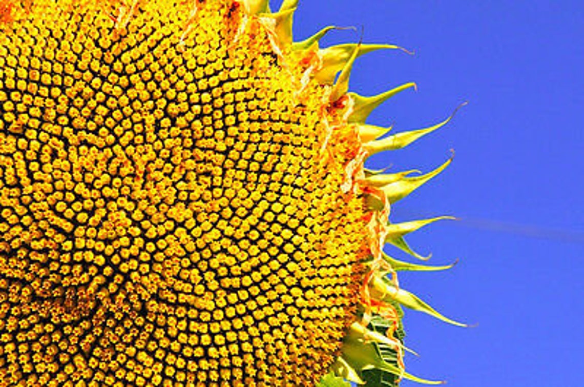 GIANT SUNFLOWER - Edible- Yellow Helianthus Annuus - 40 Seeds ...