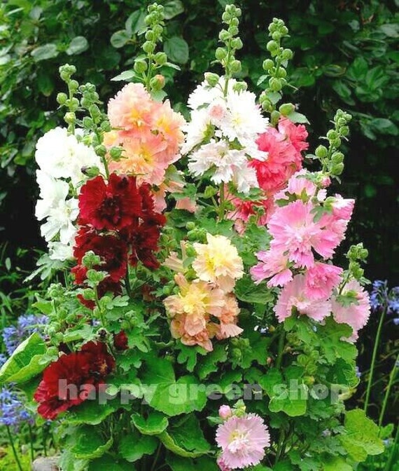 Dwarf Hollyhock MAJORETTE DOUBLE MIX 200 Seeds Althaea - Etsy Ireland