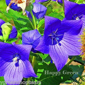 BALLOON FLOWER ASTRA Blue - 250 Seeds - Bellflower Platycodon ...