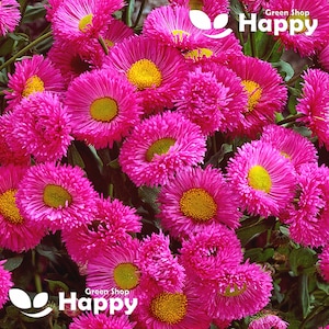ERIGERON SPECIOSUS - Showy Fleabane Daisy - Pink Jewel - 500 Seeds ...