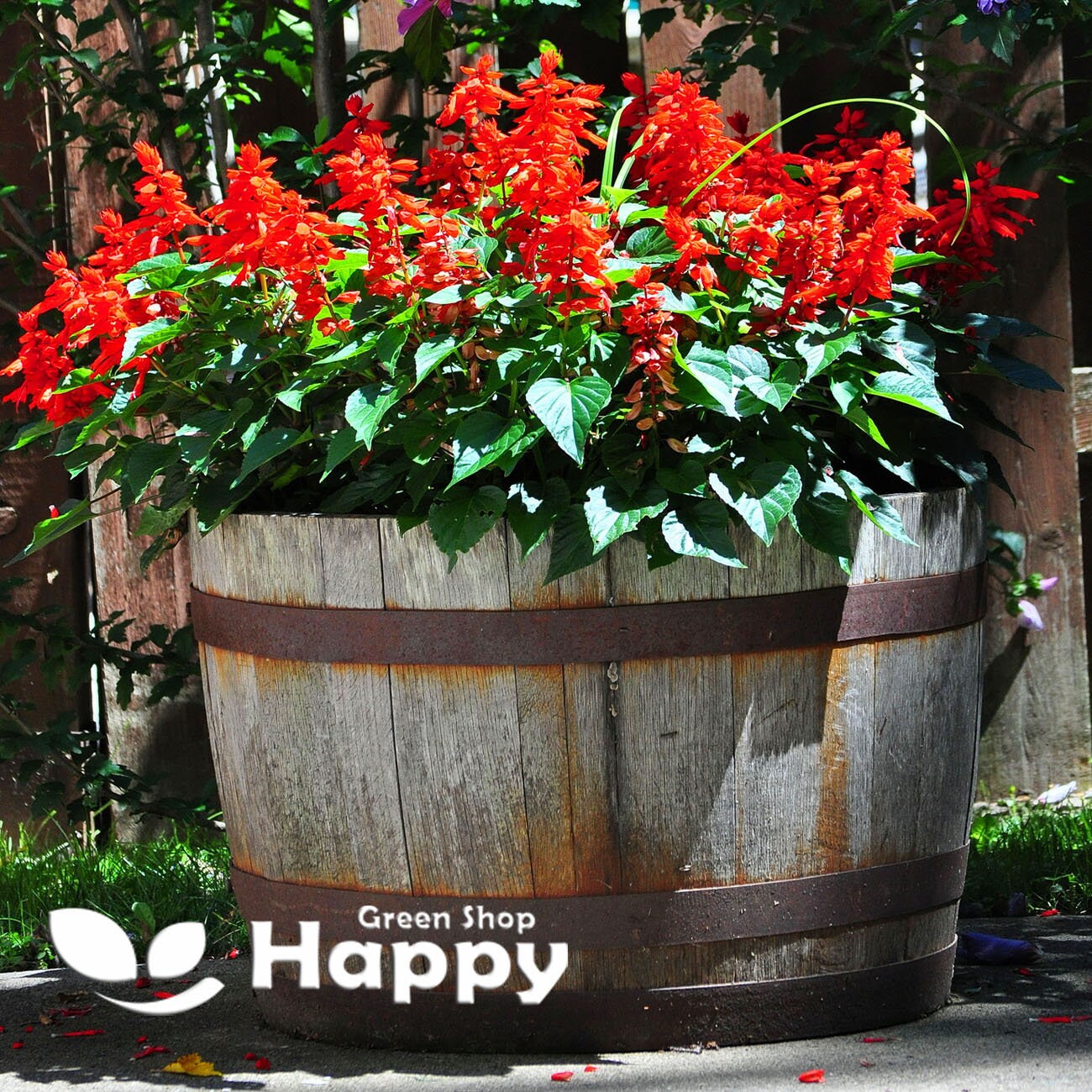 SALVIA RED PICCOLO Dwarf 50 Seeds Salvia Splendens - Etsy UK