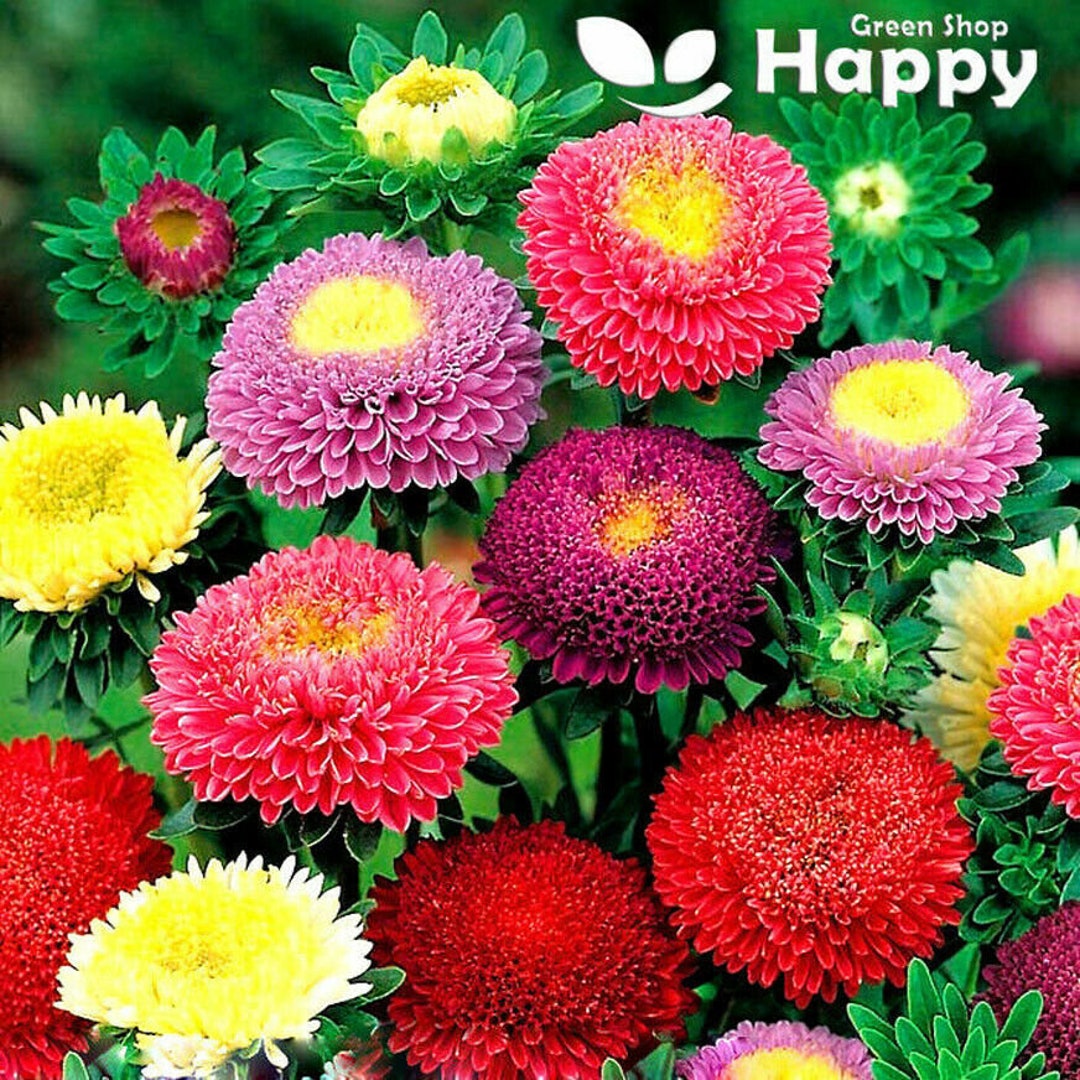 Aster Tall Pompon 100 Seeds Callistephus Chinensis - Etsy UK