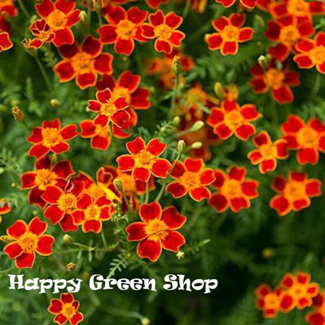 Signet Marigold - RED GEM PAPRICA - 450 Seeds - Tagetes Tenuifolia ...