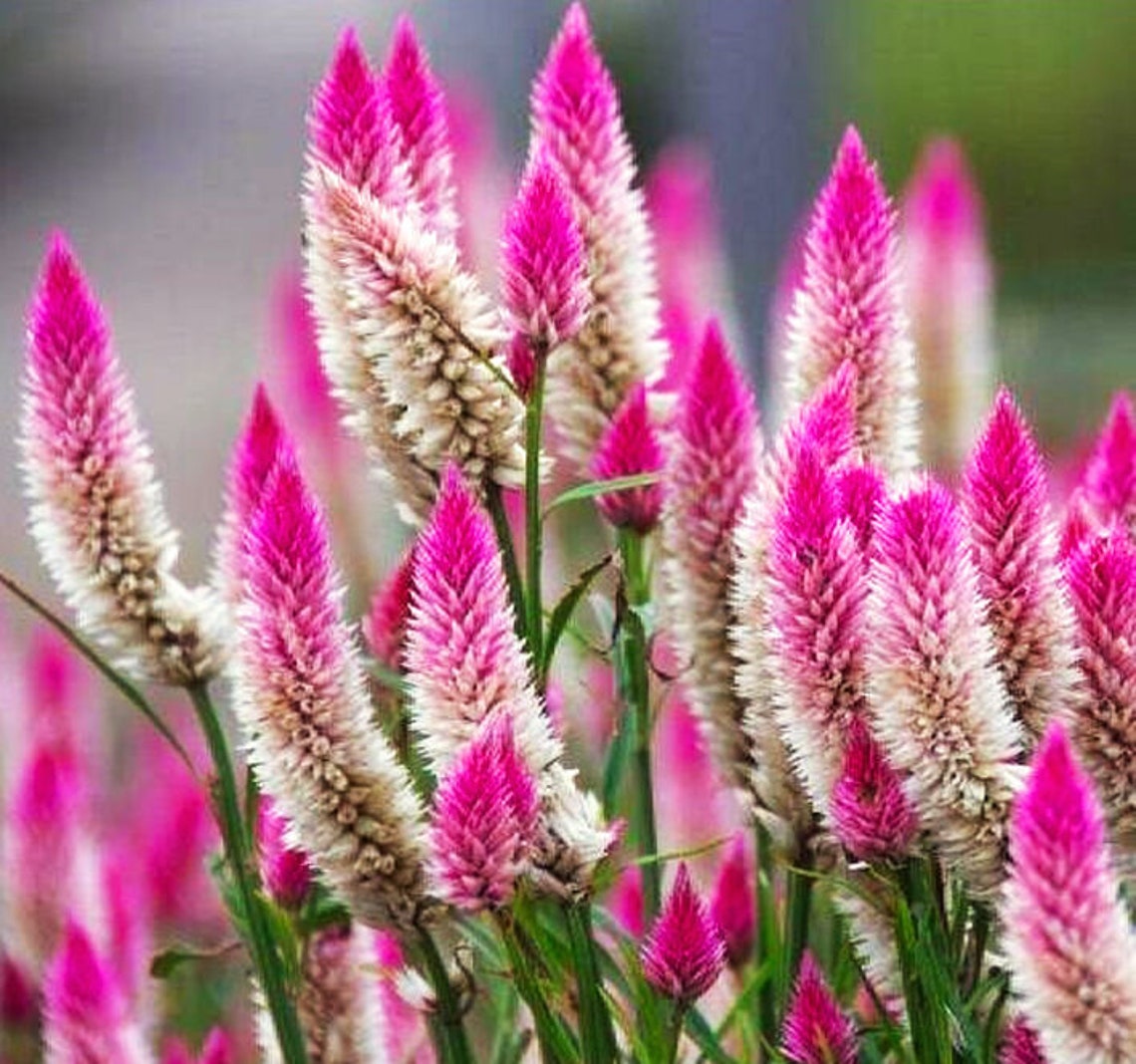 Wheat Celosia Purple Flamingo Feather 250 Seeds Celosia - Etsy