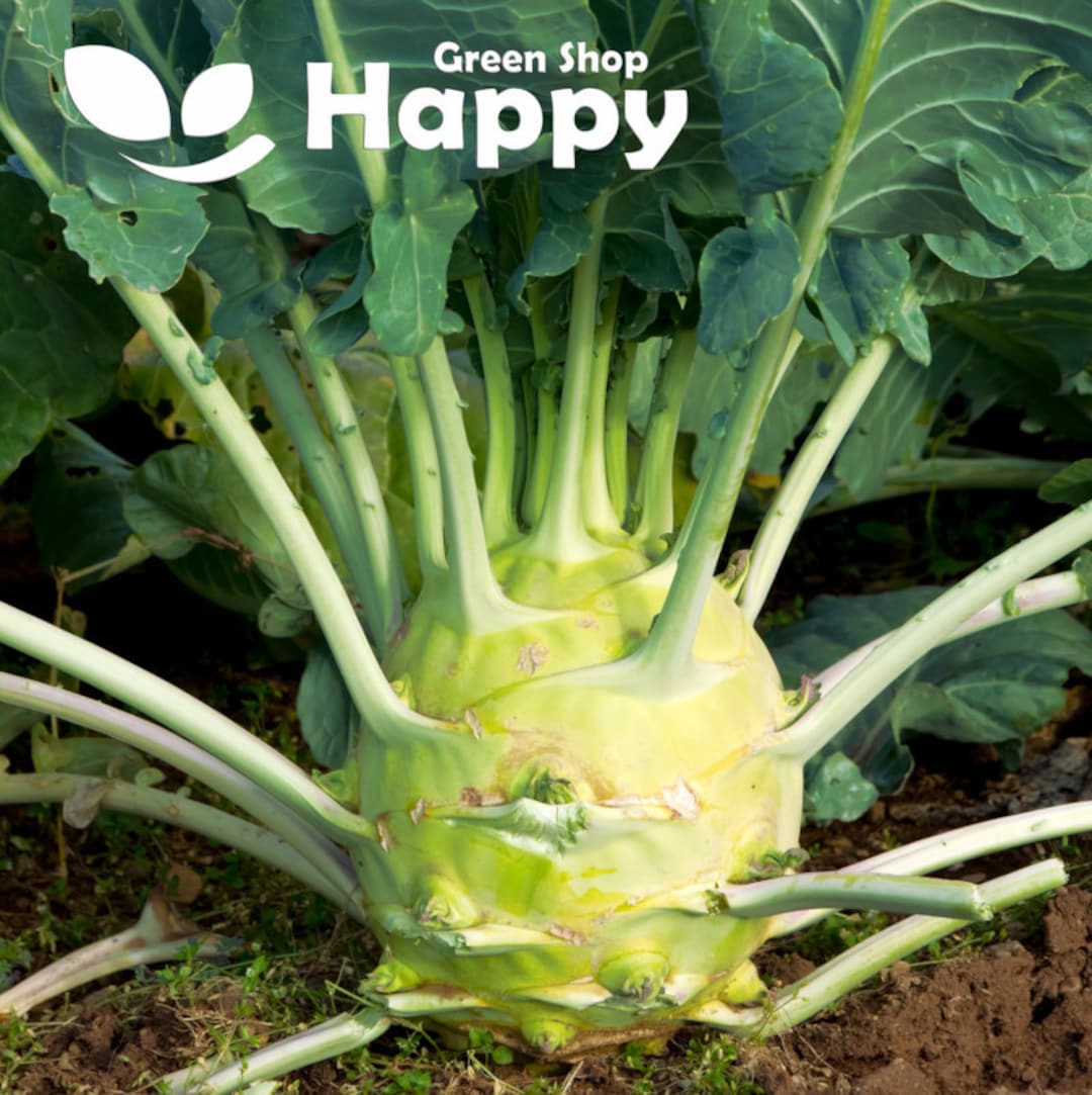Kohlrabi Luna - 200 Seeds - Brassica Oleracea Var - Vegetable - Etsy UK
