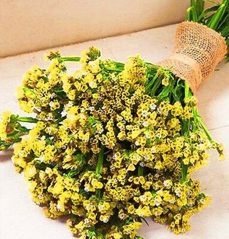 Statice Yellow 130 Seeds Dry Flower SEA LAVENDER | Etsy
