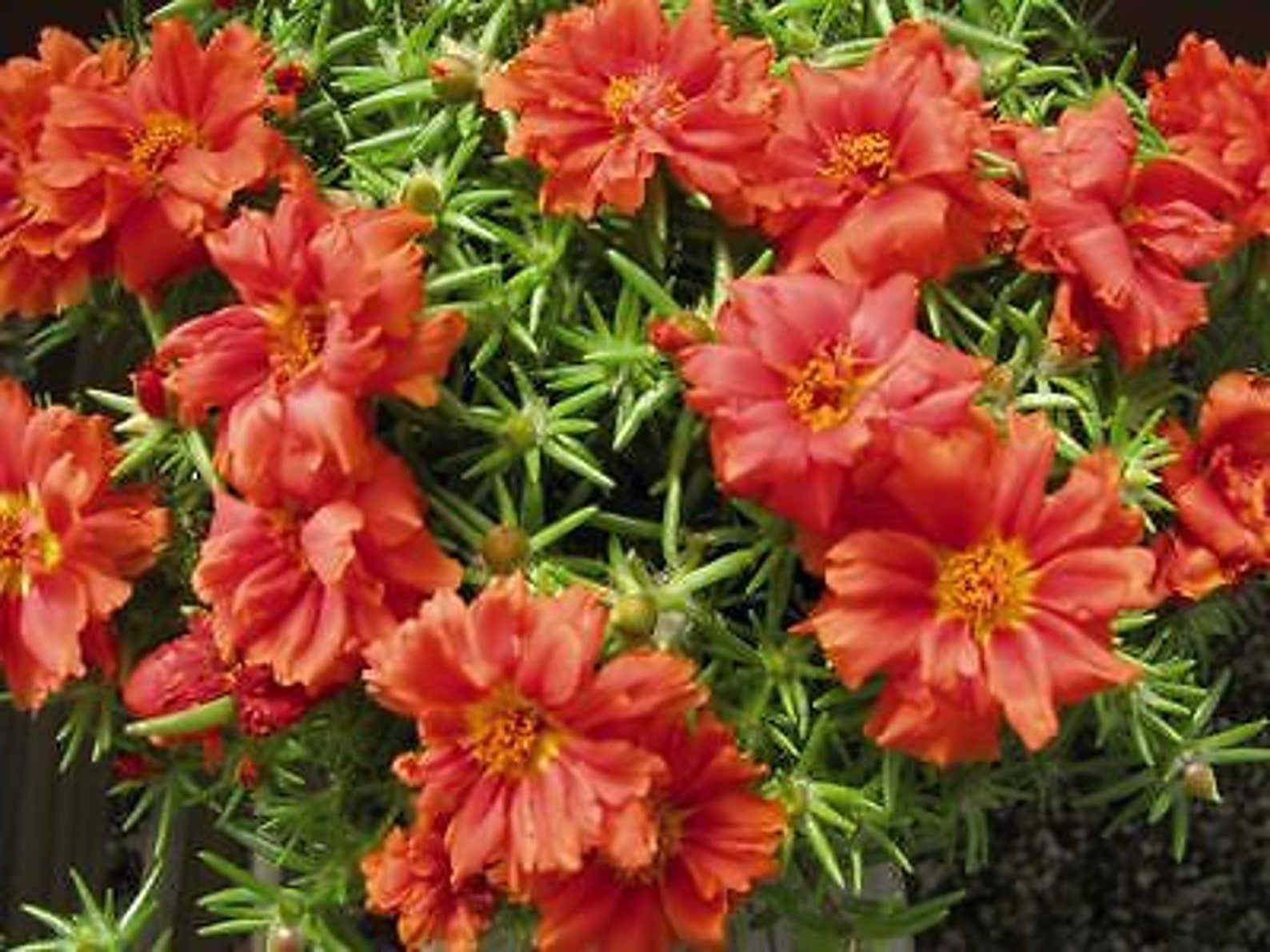 Moss Rose DOUBLE MIX 3500 Seeds Portulaca Grandiflora | Etsy