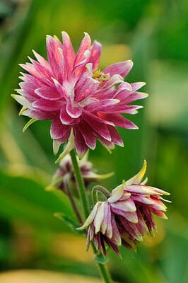 NORA BARLOW - COLUMBINE Pink - Aquilegia Vulgaris - 100 Seeds - Rare ...