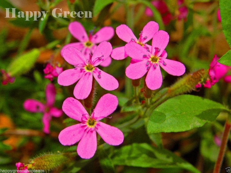 Tumbling Ted SOAPWORT – SAPONARIA OCYMOIDES - 700 Seeds - Trailing ...