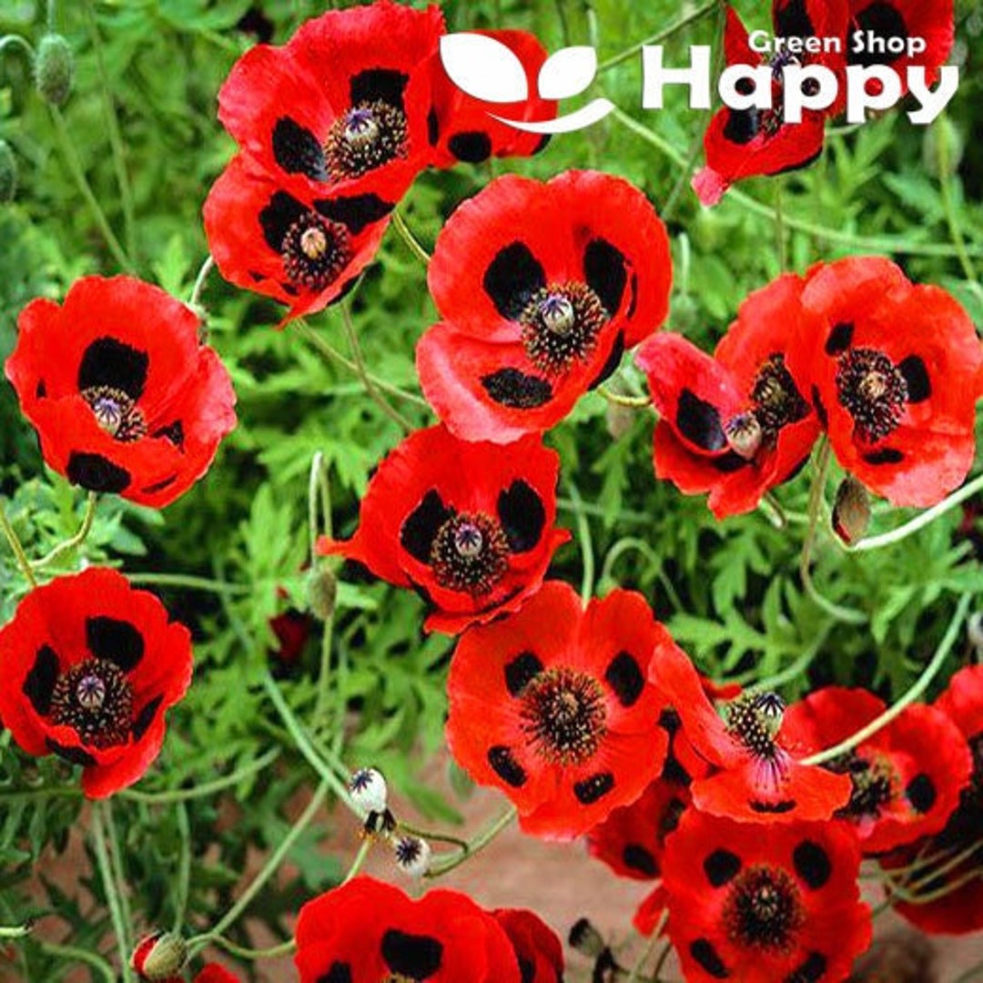 POPPY LADYBIRD - Papaver Commutatum Lady Bird - 3 000 Seeds - Awarded ...