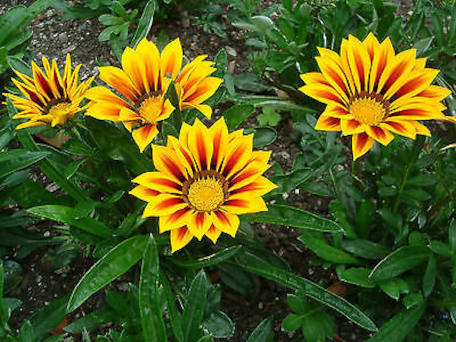 GAZANIA MIX - Gazania Splendens Hybrida - 150 Seeds - Very Large ...