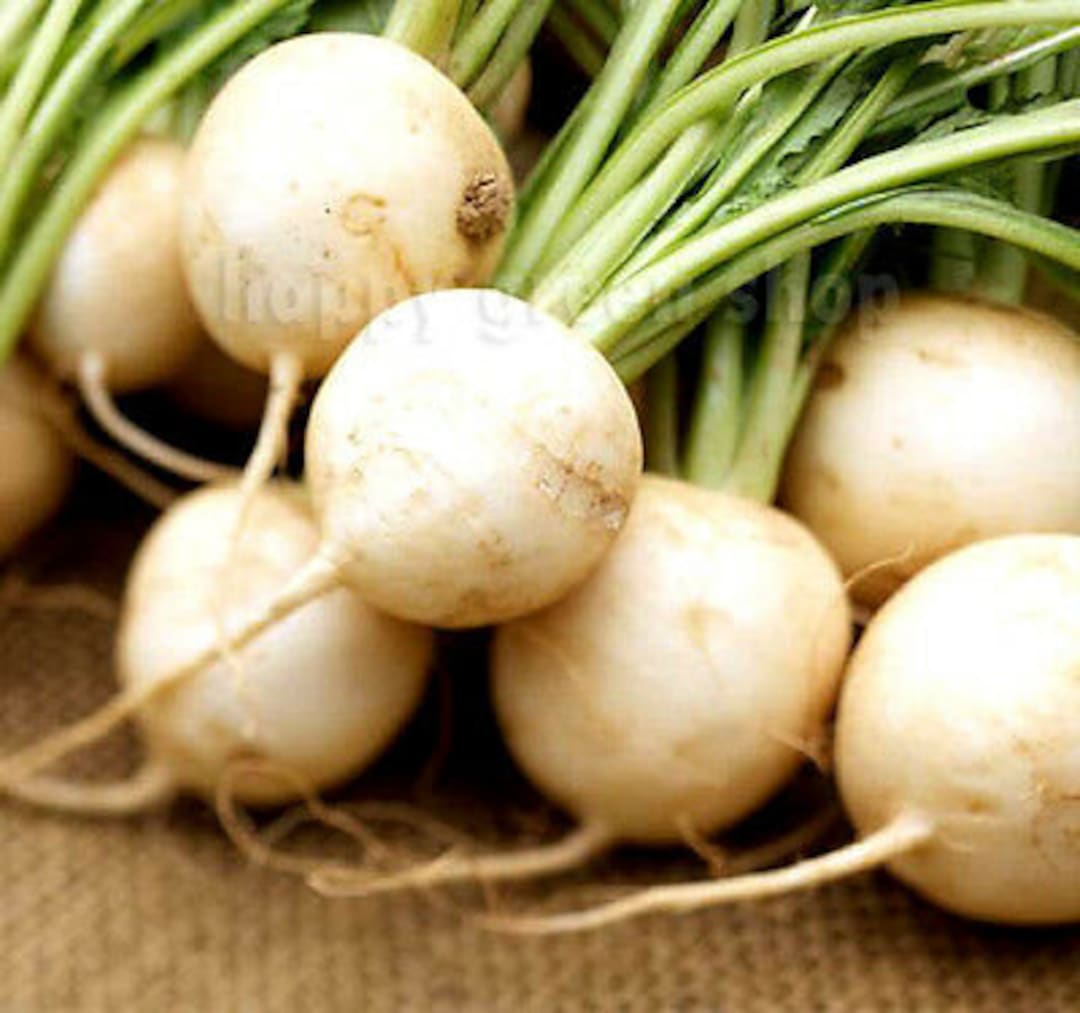 White Round Radish
