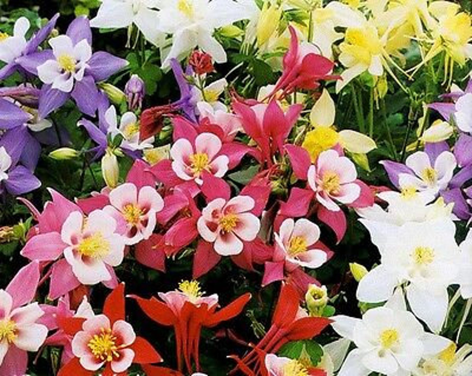 COLUMBINE MIX - Mrs Scott Elliott - 250 Seeds - Aquilegia Caerulea ...