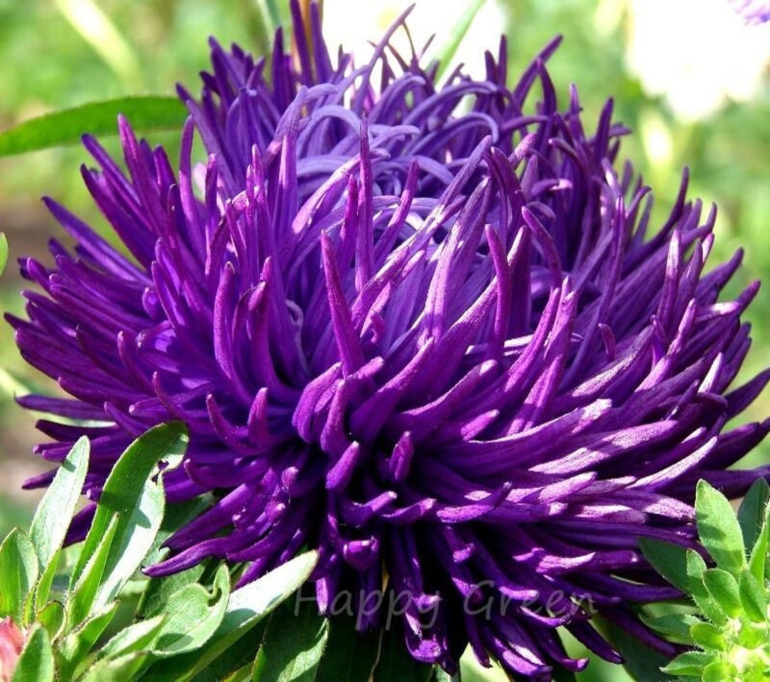 CHINA ASTER Needle Purple 300 Seeds Callistephus Chinensis Annual - Etsy UK