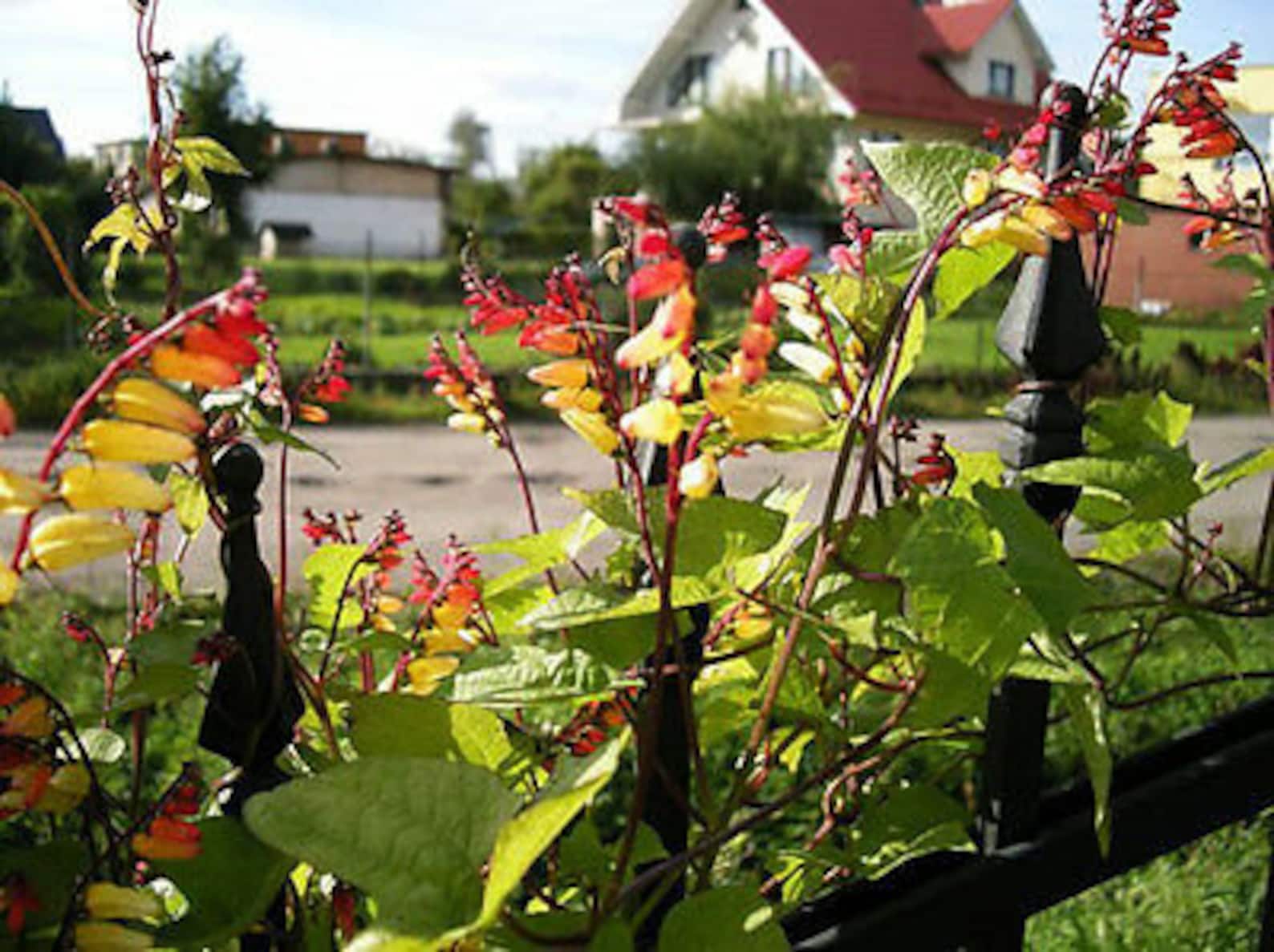 JUNGLE QUEEN Mina Lobata 65 Seeds Climbing Flower - Etsy