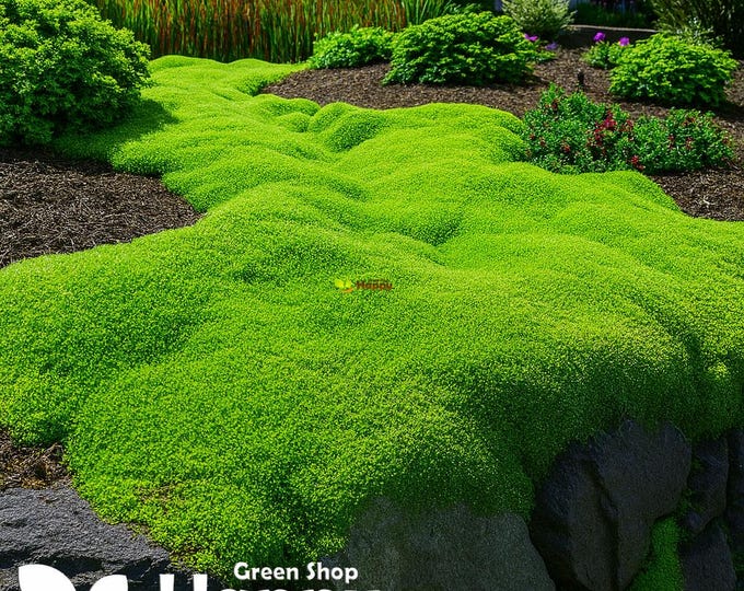 IRISH MOSS - 1000 Seeds - Sagina Subulata - Heath Pearlwort Lawn ...