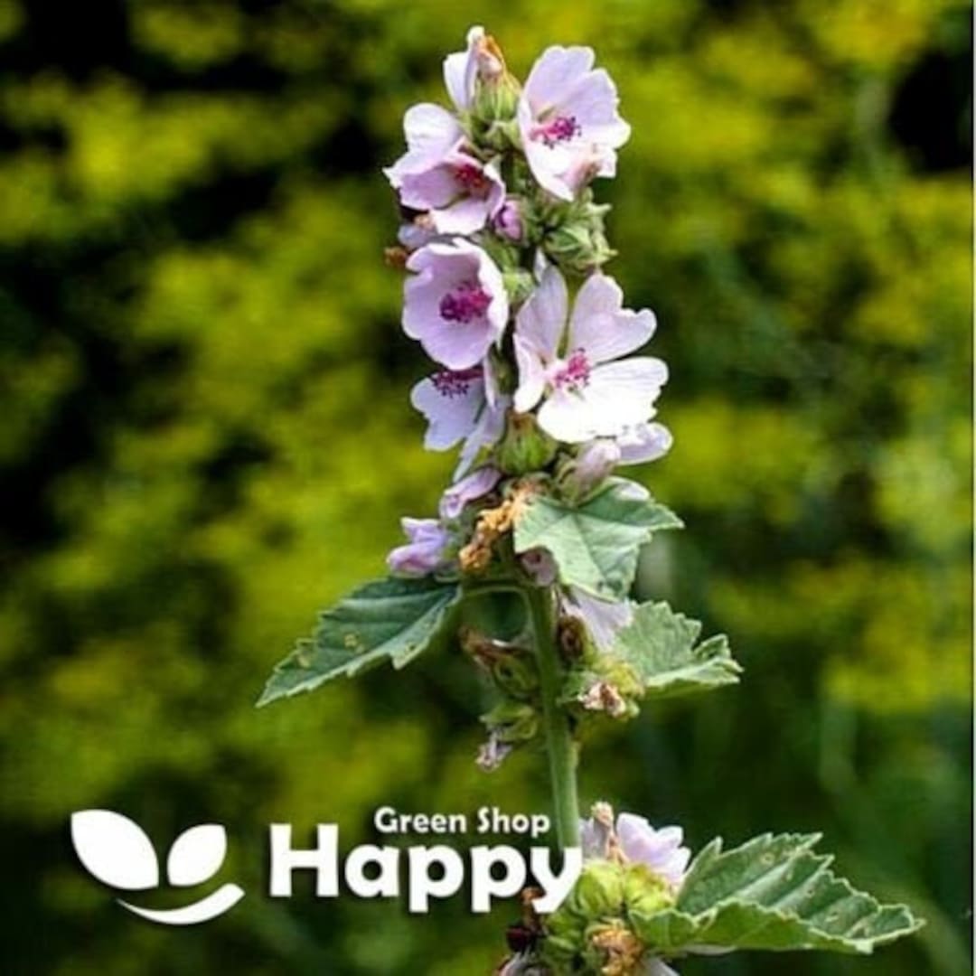 Herb - Marsh Mallow - Althaea Officinalis - 250 Seeds - Herb Seeds ...