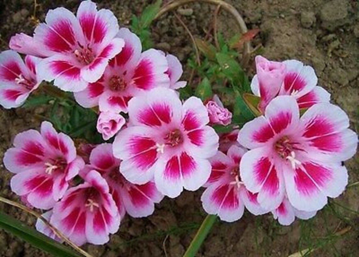 Godetia Monarch Mixed - 2000 Seeds - CLARKIA AMOENA - Godetia ...