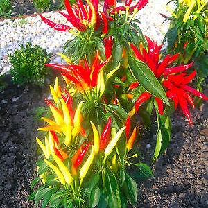 Hot Chilli PEPPER CAYENNE RED -130 Seeds - Capsicum Annuum - Vegetable ...