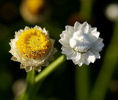WINGED EVERLASTING Ammobium Alatum 1000 Seeds FLOWER - Etsy UK